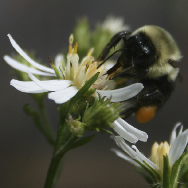 Prairie Awakening: Signs of Spring on the Native Prairie