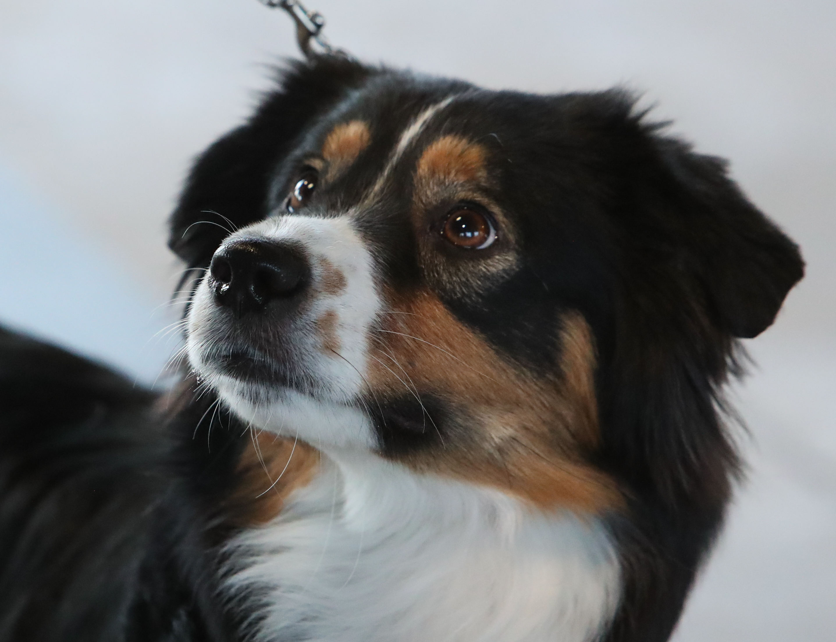 Miniature American Shepherd Combo Test (1-3 dogs)